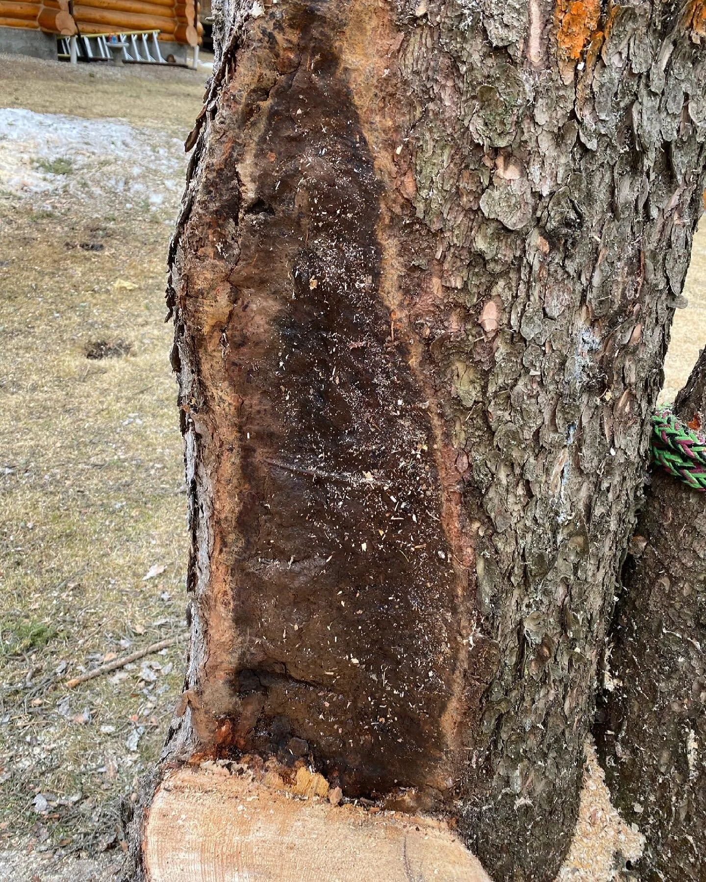 A Closer Look at Codominant Trees – The Hidden Risk in Your Calgary ...